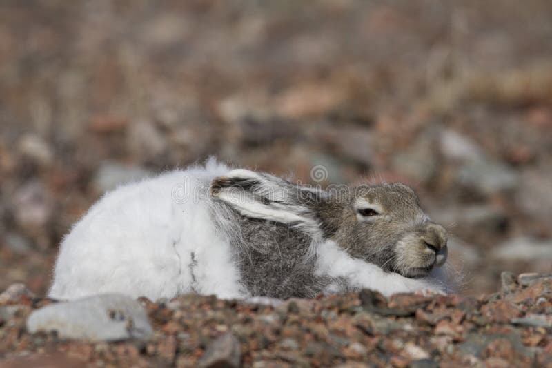 Arctic hare hiding stock photo. Image of cute, white - 66617030