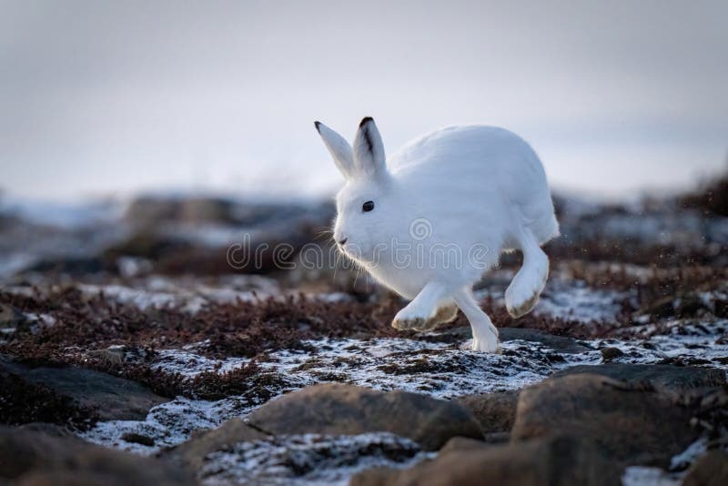 Arctic Hare Races Past Rocks on Tundra Stock Image - Image of outside ...