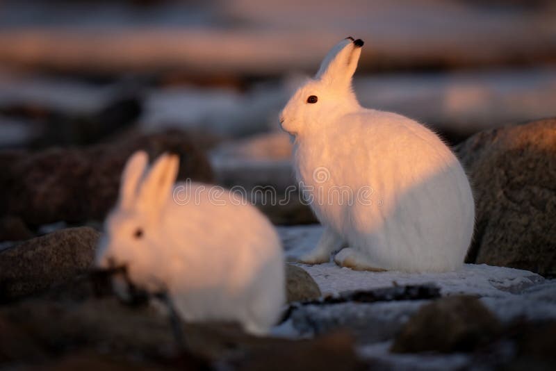 Arctic Hare Sits by Another at Sunset Stock Photo - Image of outdoors ...