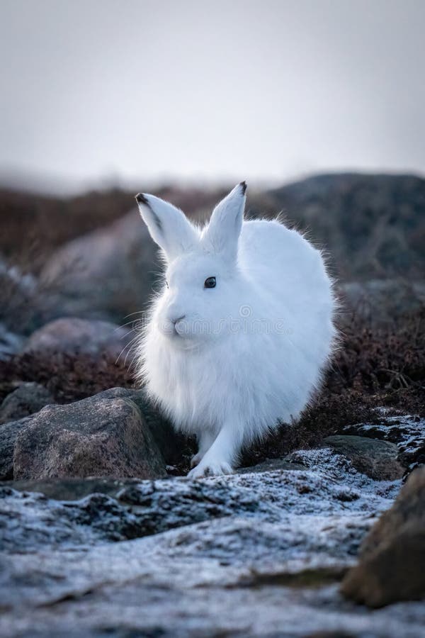 Arctic Hare Stands Amongst Rocks on Tundra Stock Photo - Image of ...