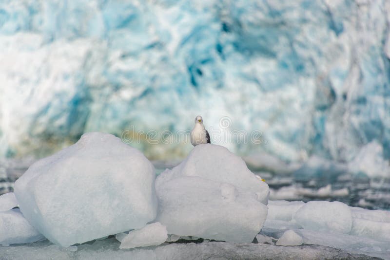 Seagull on the Ice in Svalbard Close Up Stock Image - Image of mountain ...