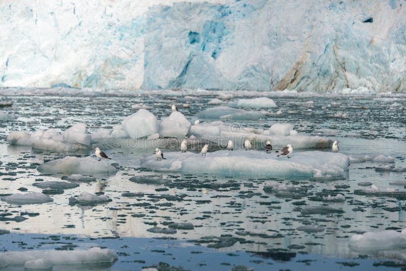 Seagull on the Ice in Svalbard Close Up Stock Image - Image of ocean ...