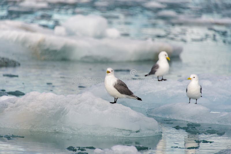 Seagull on the Ice in Svalbard Close Up Stock Image - Image of north ...