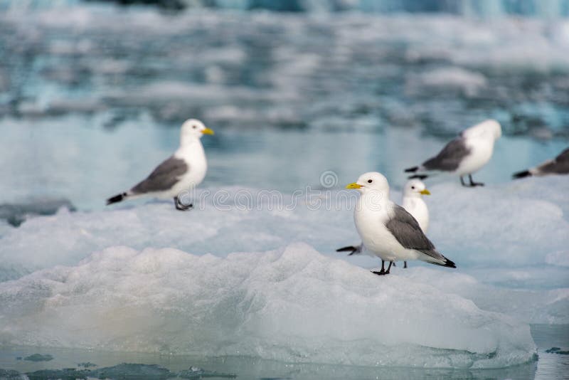 Seagull on the Ice in Svalbard Close Up Stock Image - Image of svalbard ...