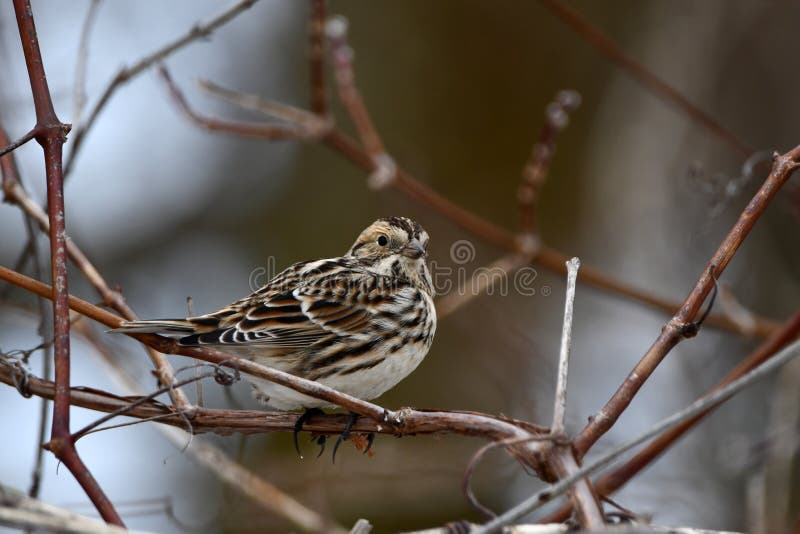 Arctic Lapland Longspur Bird Sits Perched in a Shrub Stock Photo ...