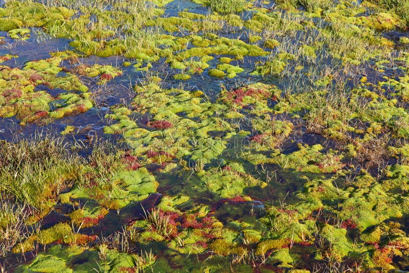 Arctic moss stock photo. Image of biology, colorful, surface - 16611796