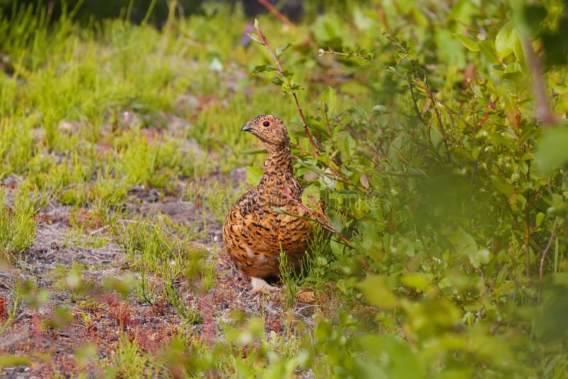 Arctic Partridge Female Stock Photos - Free & Royalty-Free Stock Photos ...