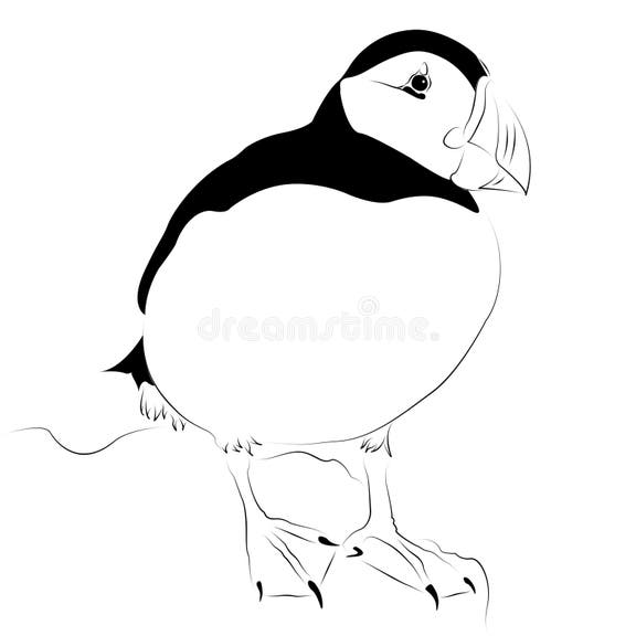 Arctic Puffin As Line Drawing Stock Illustration - Illustration of ...