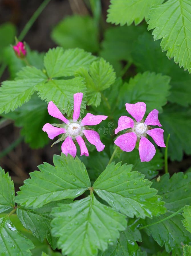 Rubus arcticus stock image. Image of northern, ripe, rubus - 43605459
