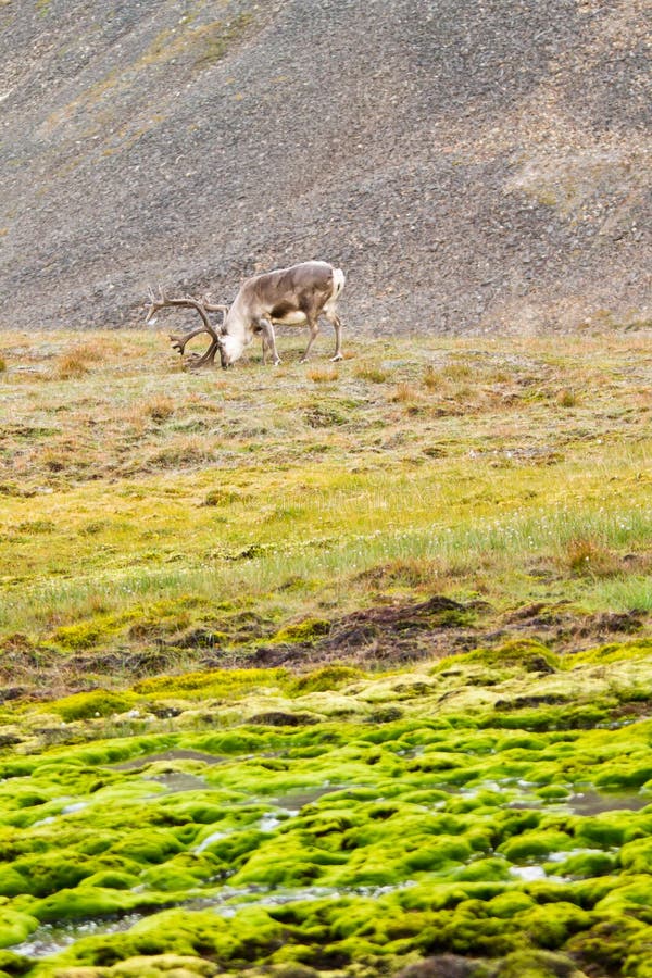 Arctic reindeer stock photo. Image of reindeer, adventure - 25872572
