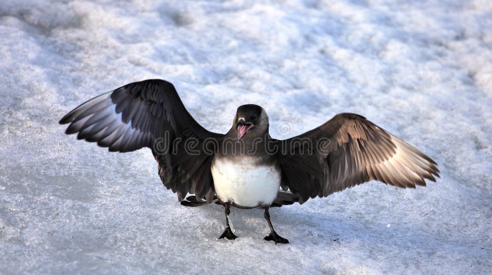 Arctic skua stock image. Image of brown, skua, seabird - 28129669