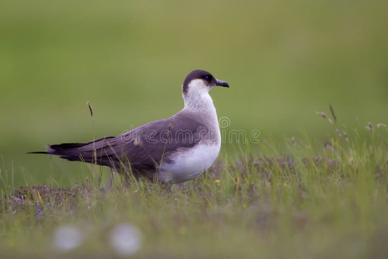 Arctic Skua, Stercorarius Parasiticus Stock Photo - Image of animal ...