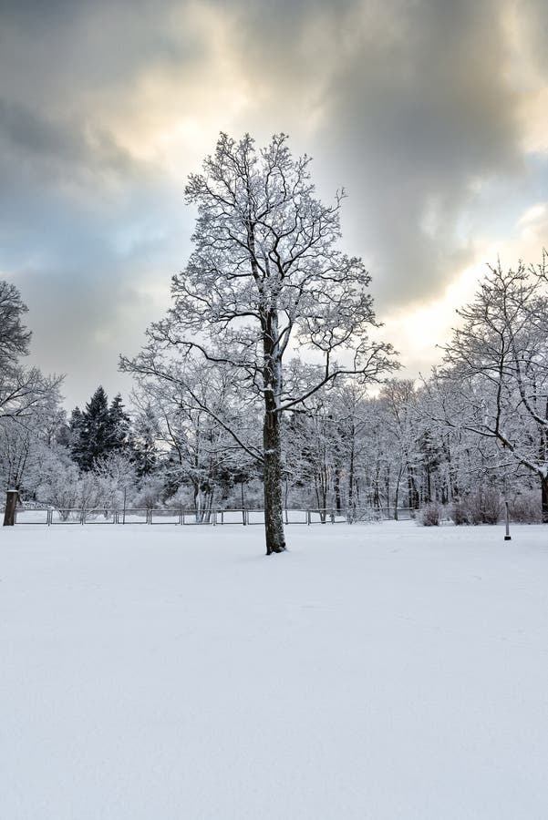 Arctic tree sky & clouds stock photo. Image of green - 13324134