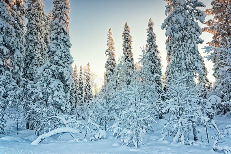 Arctic snowy winter forest stock image. Image of scandinavian - 47060017