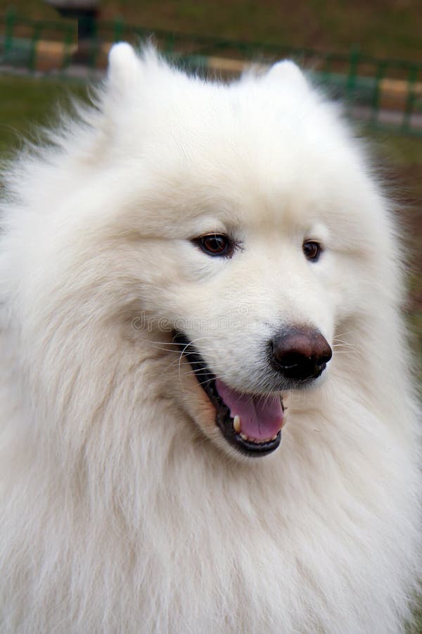 Arctic Spitz or Samoyed. stock image. Image of thick - 32198725