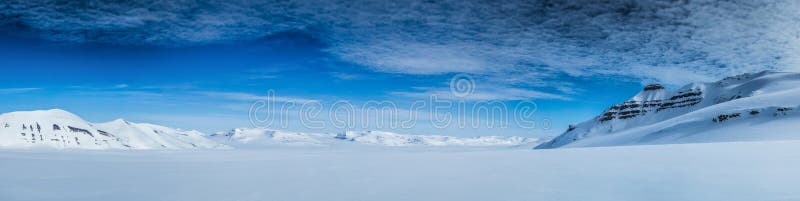 Arctic Spring in South Spitsbergen. Polar Bear. Stock Photo - Image of ...