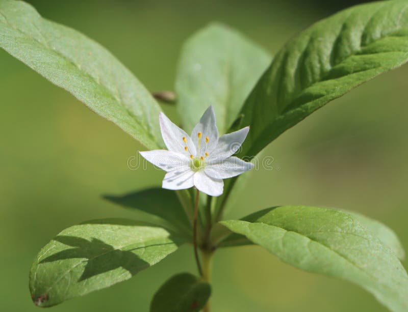 Arctic Starflower (Lysimachia Europaea) Stock Image - Image of forest ...