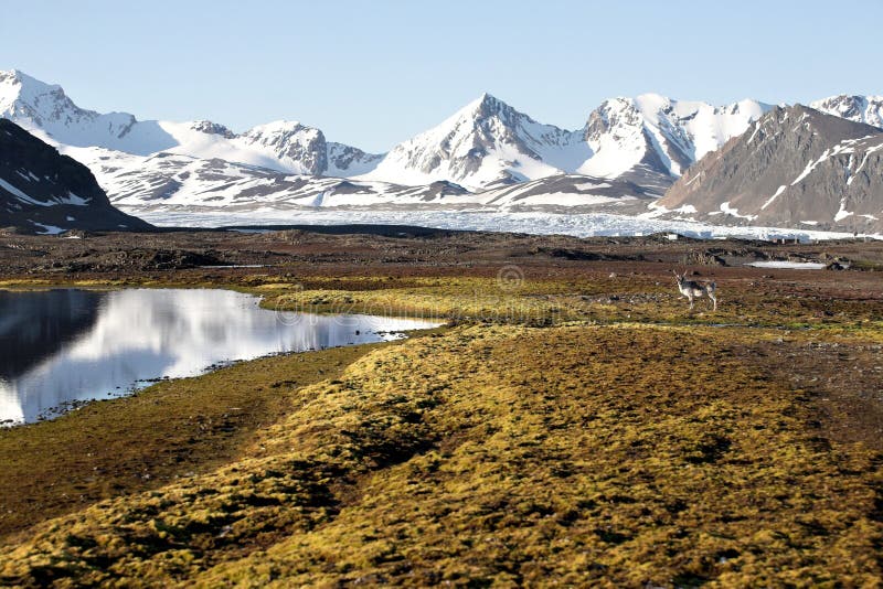 Arctic Summer Landscape - Reindeer On Tundra Stock Image - Image: 16084571