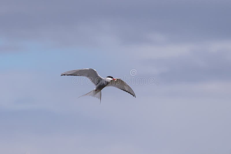 Arctic Tern Bird with a Fish in it S Mouth Stock Image - Image of ...