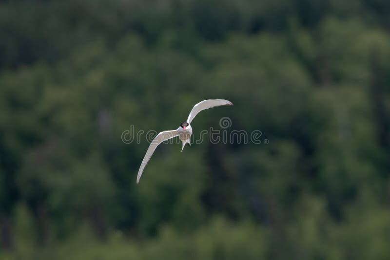 Arctic Tern Bird Flying Straight at the Camera Stock Photo - Image of ...