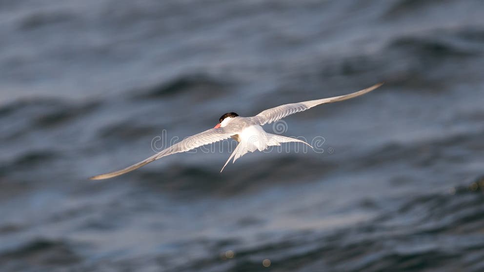 Arctic tern in flight stock photo. Image of nordic, icelandic - 77697646