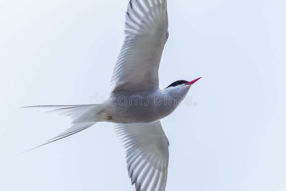 Arctic Tern stock image. Image of animal, seabird, forage - 41934067