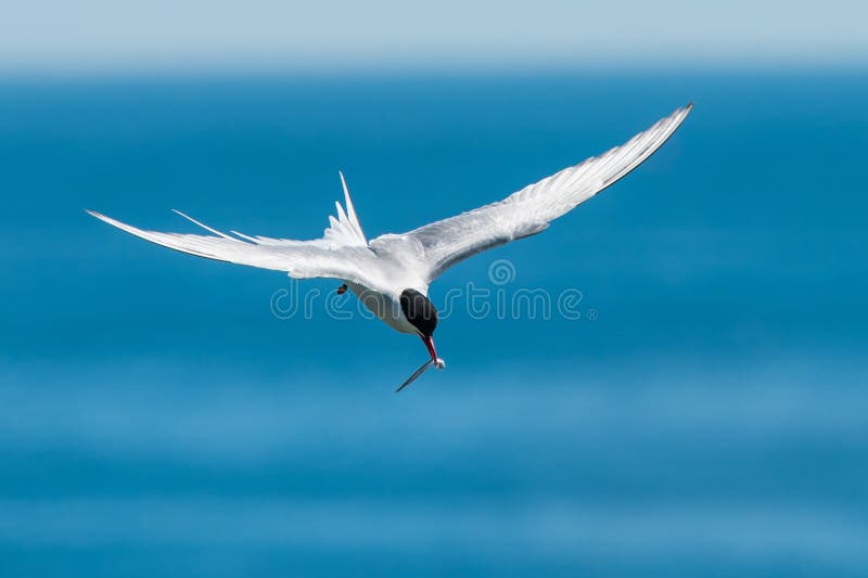 Coho Salmon Jumping Out Of The Pacific Ocean Stock Image - Image of ...
