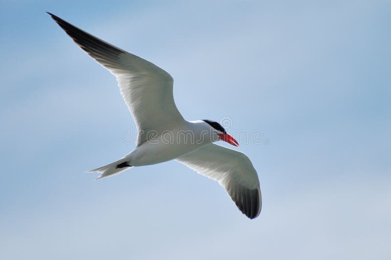 Arctic Tern in Flight stock image. Image of waterbird - 344496271
