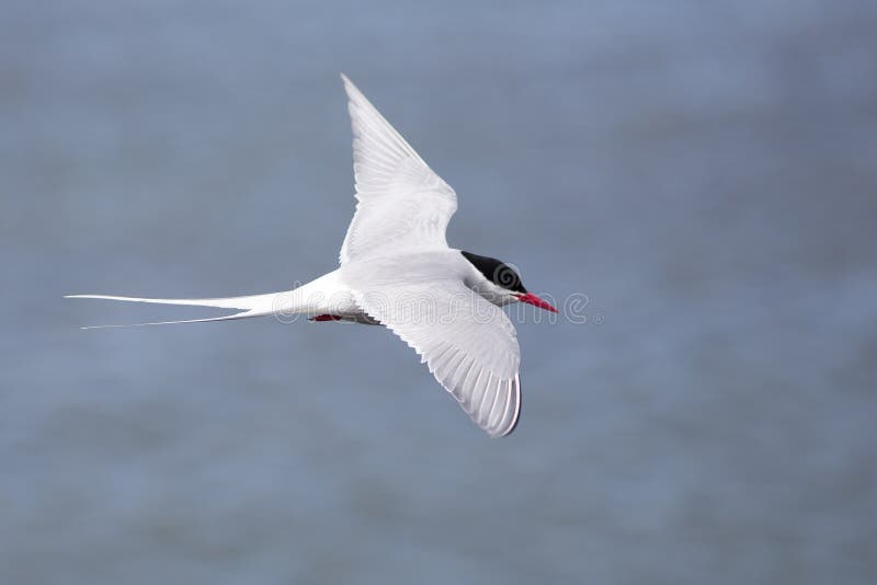 Arctic Tern in Iceland during Fly, Amazing Fast Bird Stock Photo ...
