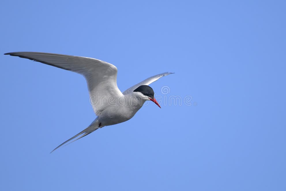 Arctic Tern, Sterna Paradisaea Stock Image - Image of dive, colorful ...