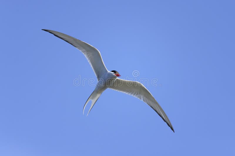 Arctic Tern, Sterna Paradisaea Stock Image - Image of bird, fauna: 15637527