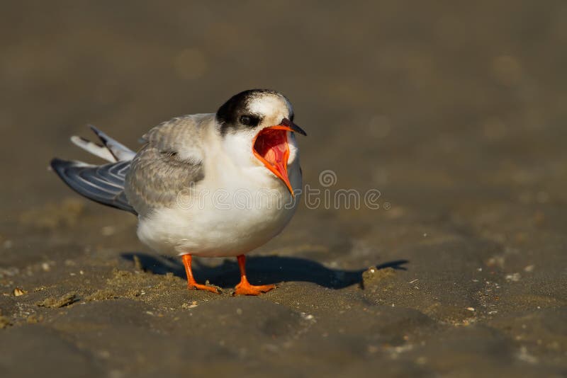 Arctic Tern ( Sterna Paradisaea ) Stock Image - Image of animal ...