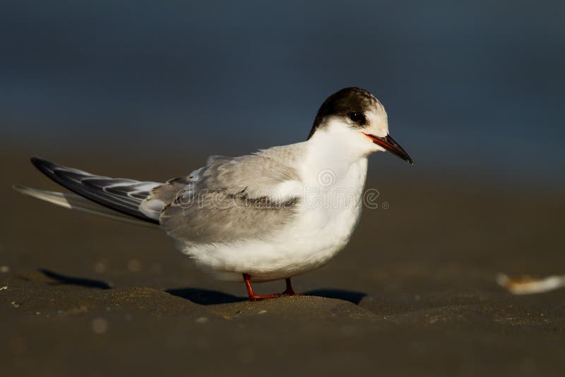 Arctic Tern ( Sterna Paradisaea ) Stock Image - Image of birds, paws ...