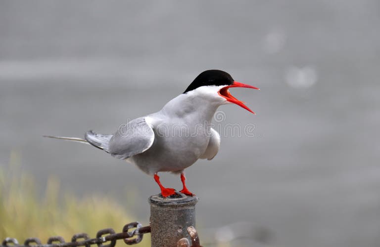 1,464 Arctic Sea Route Images Stock Photos - Free & Royalty-Free Stock ...