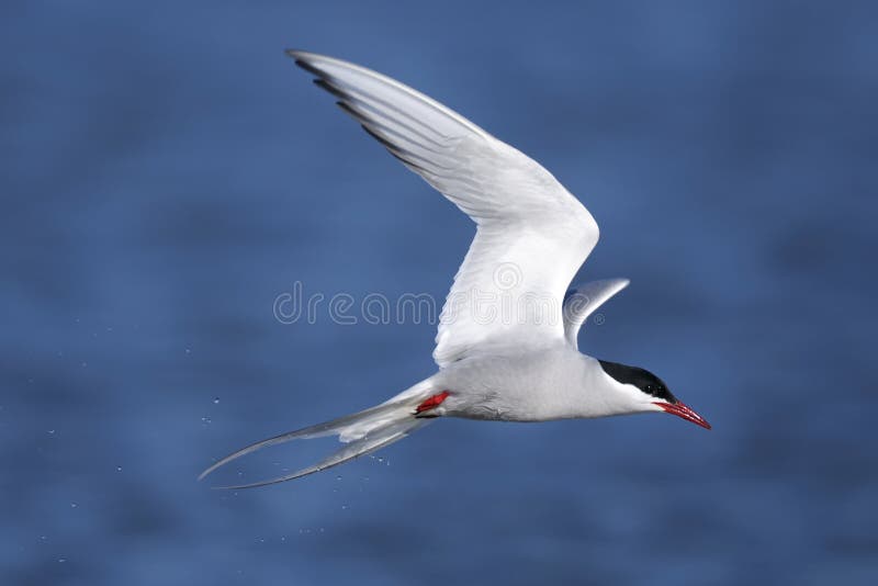 Arctic Tern, Sterna Paradisaea Stock Photo - Image of fishing, bird ...