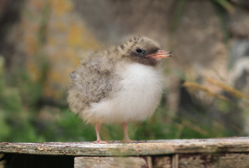 Arctic Tern (Sterna Paradisaea) Chick Stock Photo - Image of nesting ...