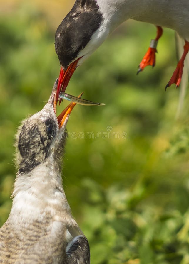 Arctic Tern / Sterna Paradisaea Stock Photo - Image of beautiful ...