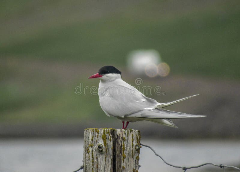 Arctic Tern Sterna Paradisaea Sitting on a Wooden Stake Stock Image ...
