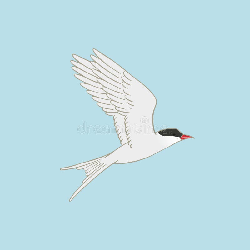 Arctic Tern Vector Illustration.Bird Vector Illustration. Stock Vector ...