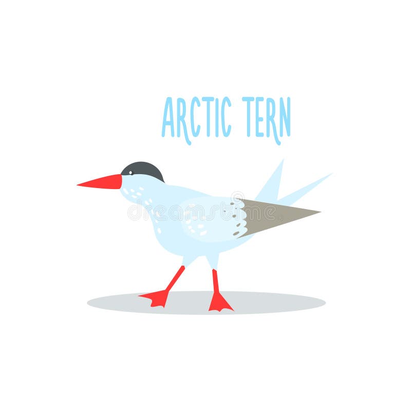 Arctic Tern Vector Illustration Stock Vector - Illustration of animal ...