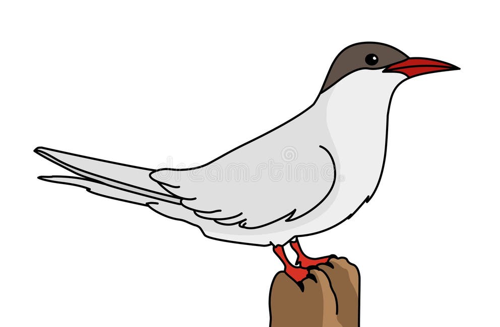 Arctic Tern Vector Illustration.Bird Vector Illustration. Stock Vector ...
