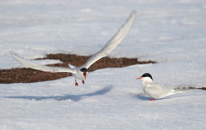 Arctic terns stock photo. Image of svalbard, wild, summer - 14476160