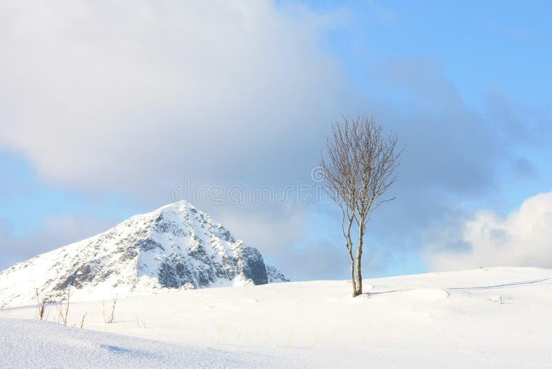Arctic Tree, Mountain Sky & Clouds Stock Photo - Image of north, high ...