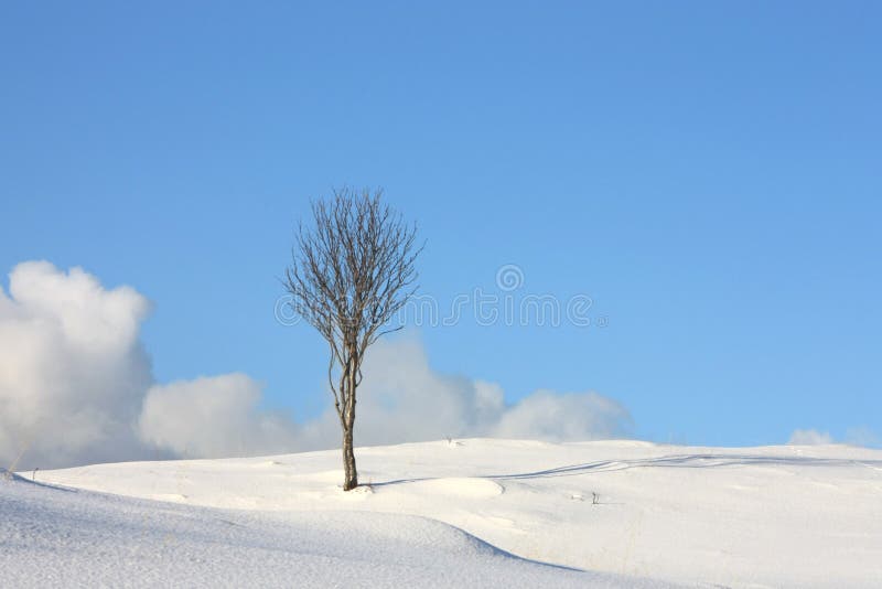 Arctic Tree Sky & Clouds Stock Photo - Image of green, blue: 13324134