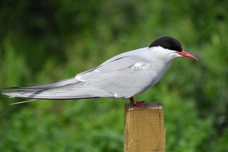 Arctic Turn stock photo. Image of tree, bird, alaska - 32406566