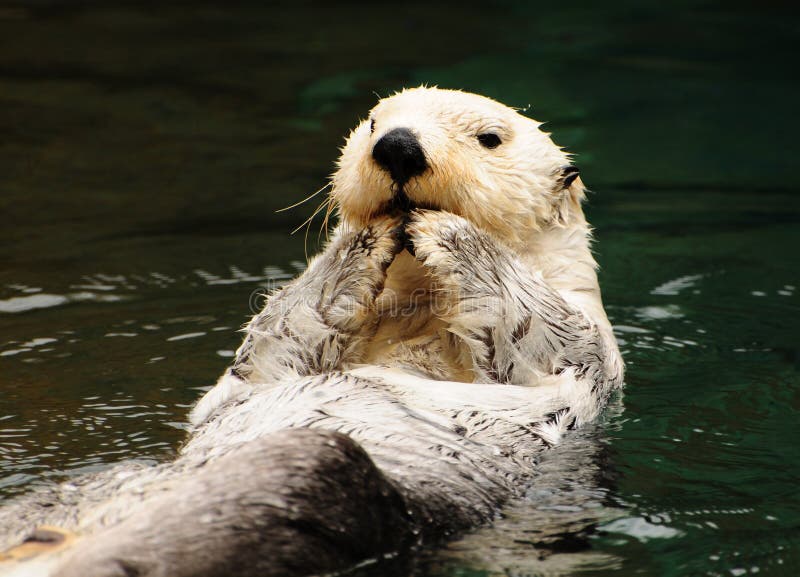 White sea otter stock photo. Image of ocean, brown, portrait - 12499488