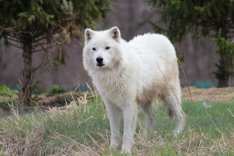 Arctic (white) wolf stock photo. Image of body, winter - 41257062