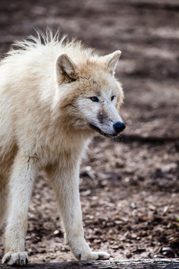 Arctic white wolf stock image. Image of frightening, grey - 39103823