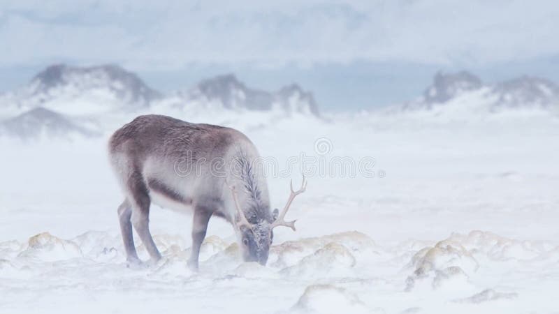 Arctic Wildlife - Reindeer in Snow Blizzard Stock Video - Video of ...