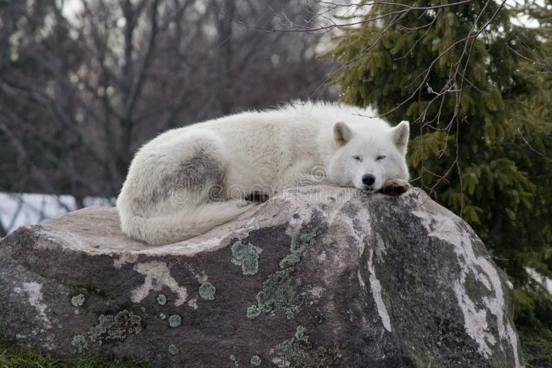 Sleeping Wolf Stock Photos - Download 585 Royalty Free Photos
